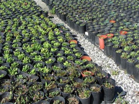 Plant Medicinal Flowering Fruitful Plants In Homes For Rs12 घरों