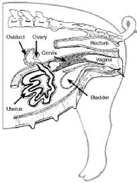 6 Reproductive Anatomy Of The Sow Download Scientific Diagram