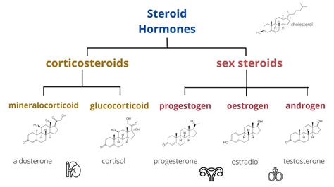 Protein Steroid Hormones Difference At Taj Schauer Blog