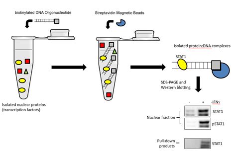 Smart Dna Pull™ Dna Pull Down Kit
