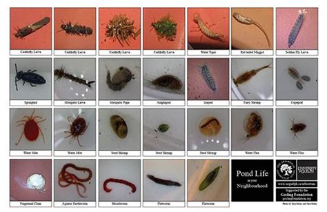 Arboretum University Of Guelph Tree Buds Backyard Birds Arboretum