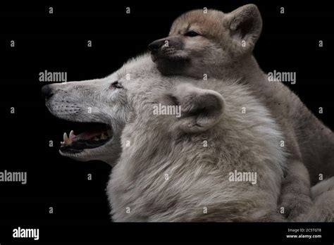 White Wolf Pup