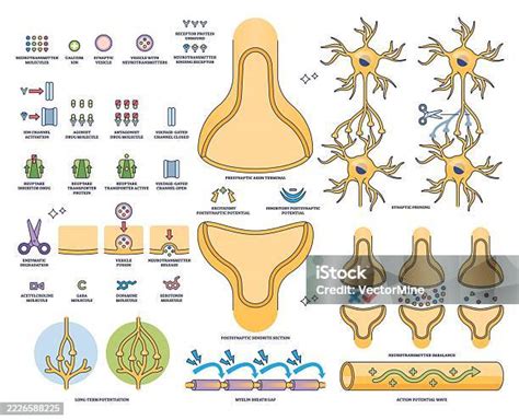 Sinapsis Dan Neurotransmisi Memvisualisasikan Terminal Neuron Celah