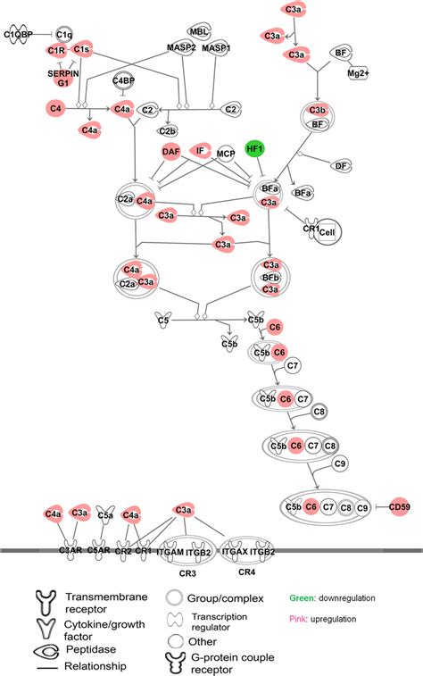 Complement System A Pre Defined Pathway Showing Significant Enrichment Download Scientific