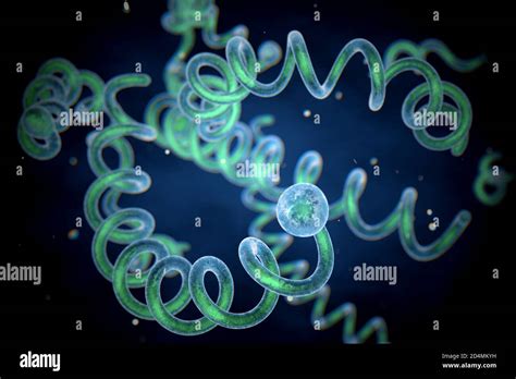 Illustration Of Treponema Pallidum Bacteria Which Causees Syphilis