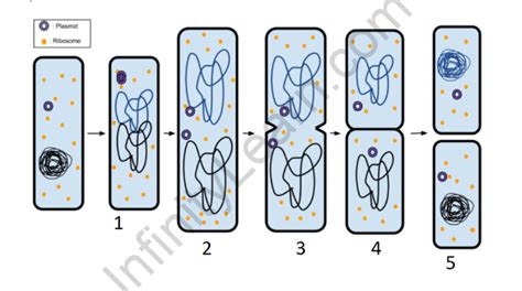 Binary Fission Introduction Binary Fission In Bacteria And In Amoeba