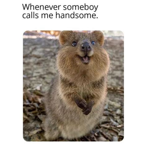 10 Adorable Quokka Memes Because Theyre Just So Cute I Mean Just