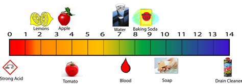 Ph Scale Of Household Items How To Neutralise Chemical Spills