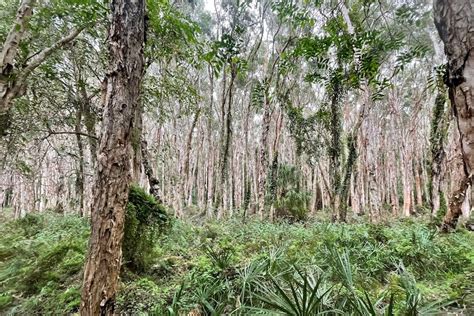 Giant Cockroach Tiny Crayfish Mascots Lead Bid For National Park Like