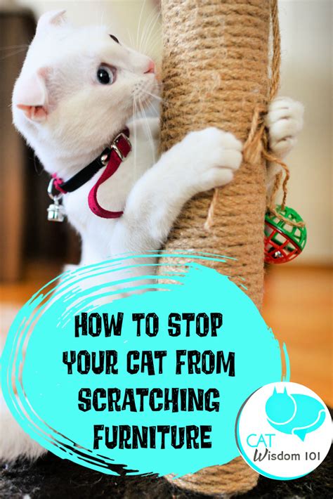 How To Stop Your Cat From Scratching Furniture Naturally
