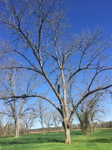 Georgia Tree Plants Garden