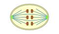 Mitosis Wikipedia