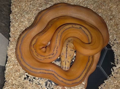 Reticulated Pythons Reticulated Pythons Morphmarket Reptile Community