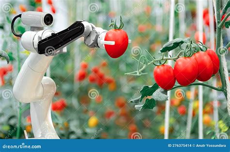 Smart Ai Robot Is Picking Up Tomatoes In A Tomatoes Agriculture Farm Stock Illustration
