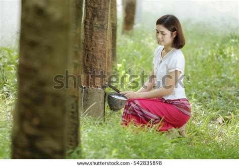 Woman Rubber Tapping Under Rubber Tree Stock Photo 542835898 Shutterstock