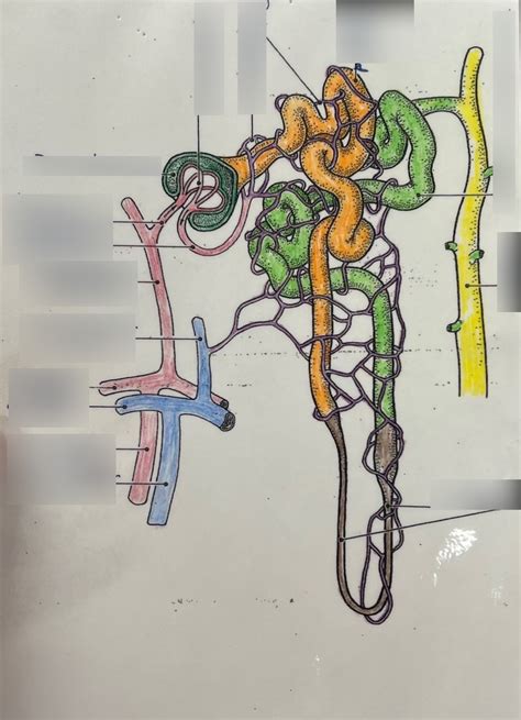 Lab Practical 2 Nephron Diagram Quizlet Lab Practical 2 Nephron Diagram Quizlet