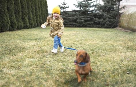 Готов ли ребенок самостоятельно гулять с собакой