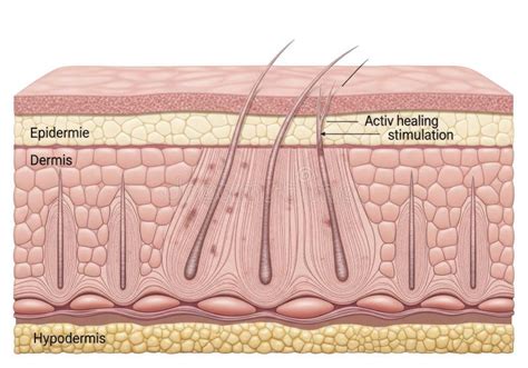 Layers Of The Hypodermis Anatomy And Physiology Five Things About The