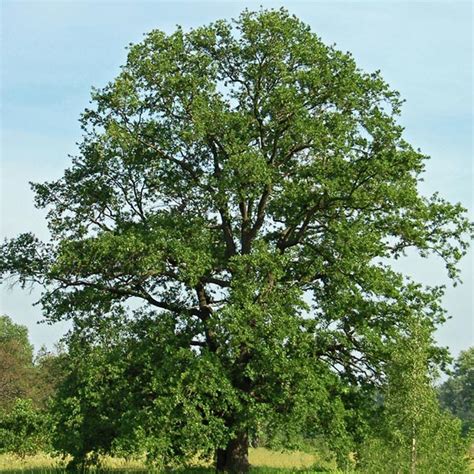 Quercus Varieties
