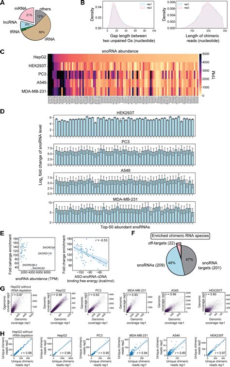 Snorna Facilitated Protein Secretion Revealed By Transcriptome Wide Snorna Target Identification