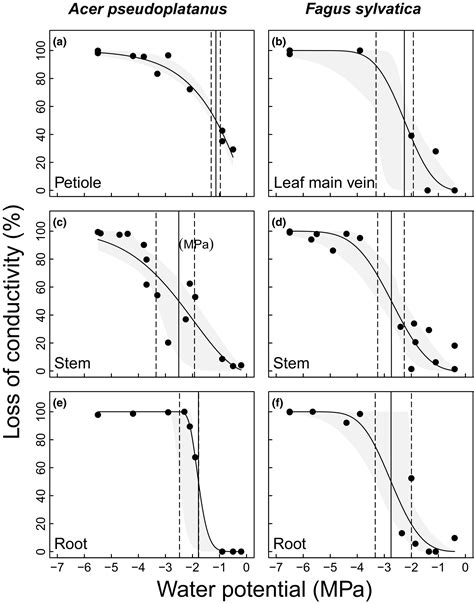 Insights From In Vivo Micro‐ct Analysis Testing The Hydraulic Vulnerability Segmentation In