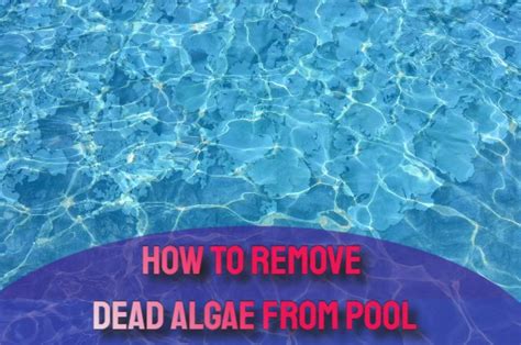 Guide On How To Remove Dead Algae From Pool Bottom Faq S