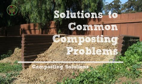 Solutions To 10 Composting Problems Composting Troubleshooting