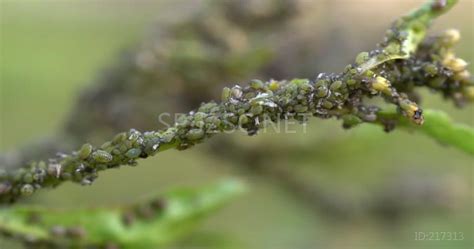 蚜虫七星瓢虫农作物害虫农业种植背景素材视频素材 实拍视频素材视频素材