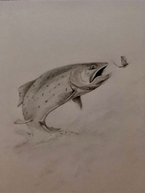 Salmon Drawing Ideas How To Draw A Salmon Artofit
