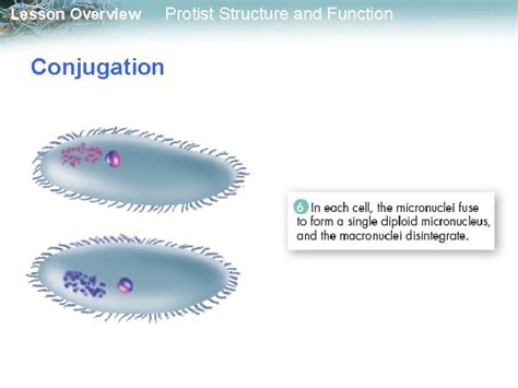 Lesson Overview Protist Structure And Function Lesson Overview