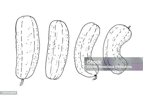 다른 오이의 천연 야채 세트 빈티지 핸드 드로잉 스케치 벡터 일러스트레이션 흰색 배경에 꽃과 여드름이 있는 오이의 스케치 스타일의 라인 그래픽 0명에 대한 스톡 벡터 아트