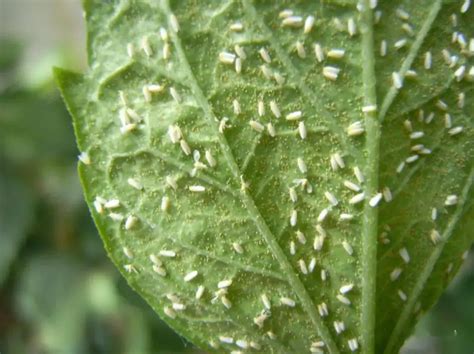 白粉虱小白蛾 虫害 病虫害防治 中椒医院