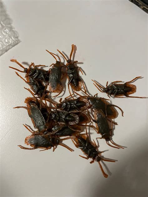 Cockroach Toy Hobbies And Toys Toys And Games On Carousell