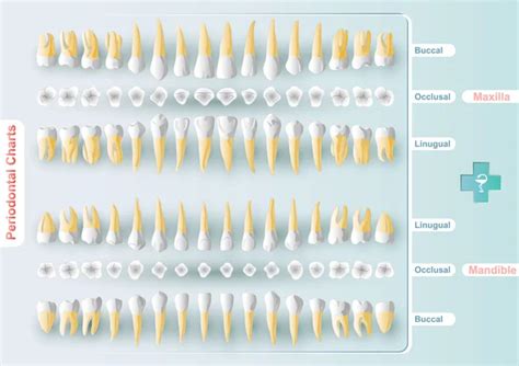 24802416 Dental Chart Vector Images Depositphotos