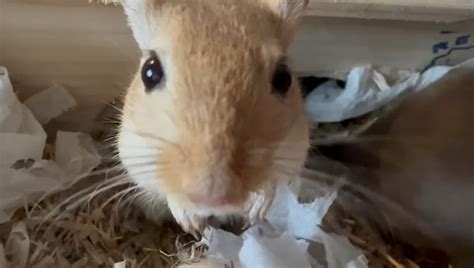Hello 😉 Rgerbil