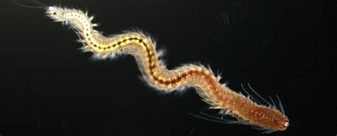 This Worm Can Regrow Its Body By Reversing To A Stem Cell Like State