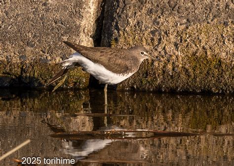 20250102 ミヤマガラス深山鴉 野鳥撮影記録