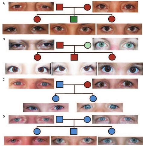 Inheritance Of Eye Colour In A Mendelian Fashion The