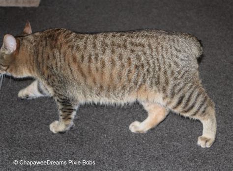 Pixie Bob Cat Pixie Bob Cats Cats Pixie Bob