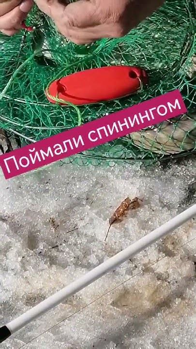 садок с рыбой сорвало течением, поймали спинингом😱😱😱 - YouTube