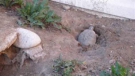 What Is A Turtle Nesting Box At Samuel Truelove Blog