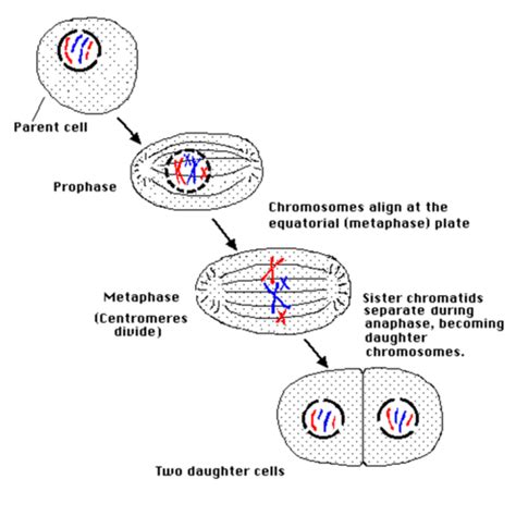 Cell Division Ppt 2 Flashcards Quizlet