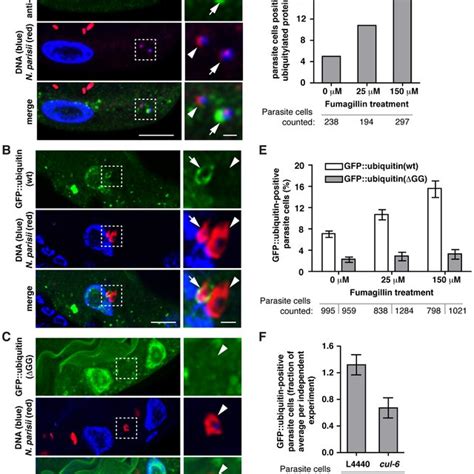 C Elegans Gene Expression During Infection With N Parisii A Diagram Download Scientific