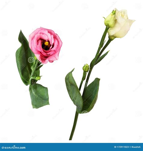 Set Of Eustoma Flowers Stock Image Image Of White Beautiful 172911023