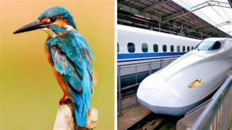 Biomimicry Ways Engineers Have Been Inspired By Nature