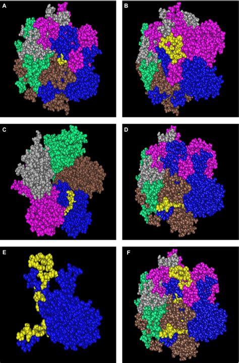 Display In Space Fill Rendering Of Hpv35 L1 Protein Pentameric Download Scientific Diagram