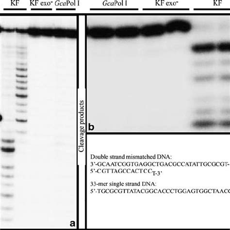 Measurement Of 3 ′ → 5 ′ Exonuclease Activity 3 ′ → 5 ′ Exonuclease