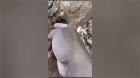 ඉබි පැටවුන් බිත්තර වලින් වෙන් වී පොලව මතු පිටට එන ආකාරය ඒක පලමු සැරේට දැක්ක අය අපිව Subscribe