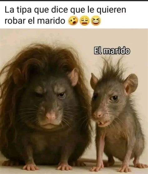 Memes Raton