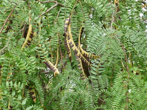 Gleditsia Triacanthos Acacia Negra Fotos Del árbol Y De Los Frutos